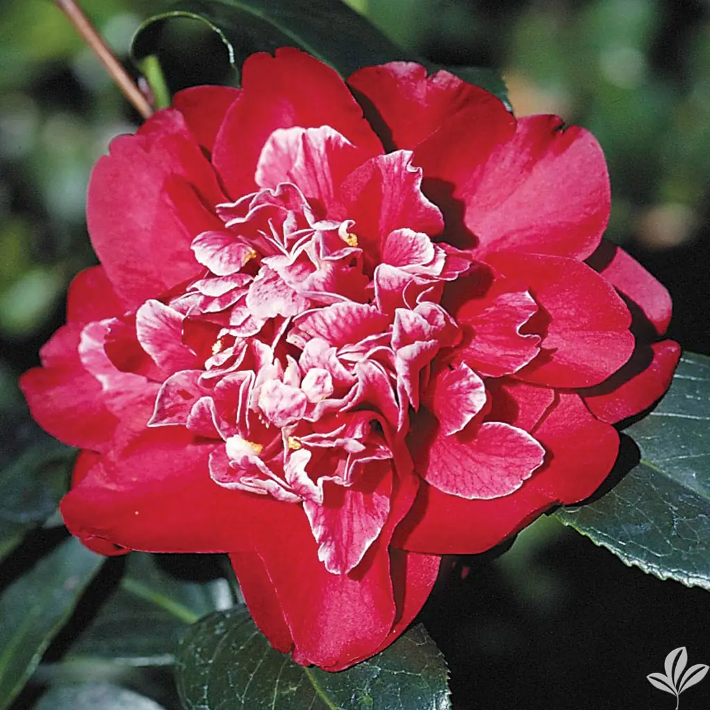 Buy Camellia Cherries Jubilee Plants | Free Shipping Over $150