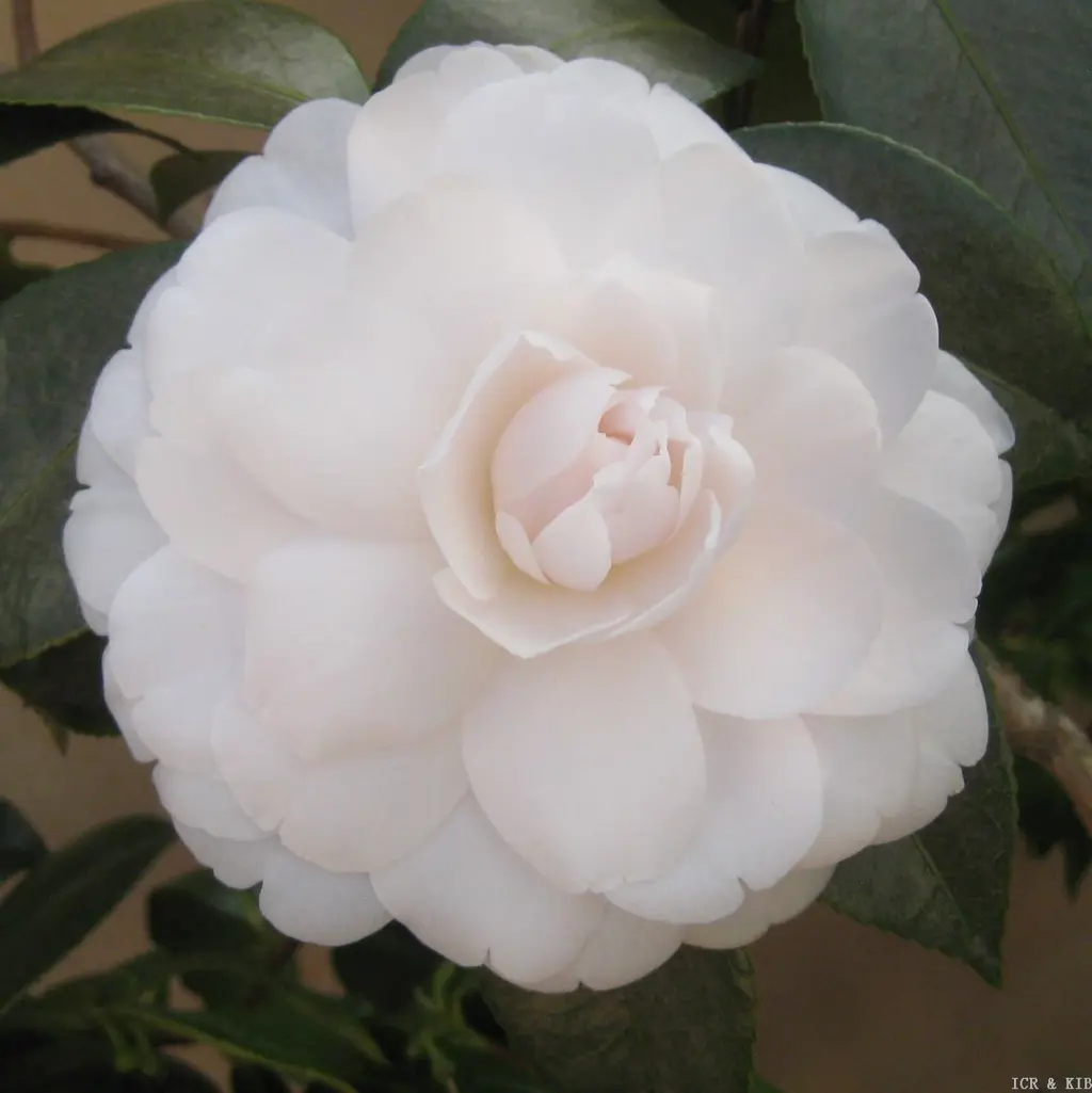Buy Camellia First Prom Plants | Free Shipping Over $150