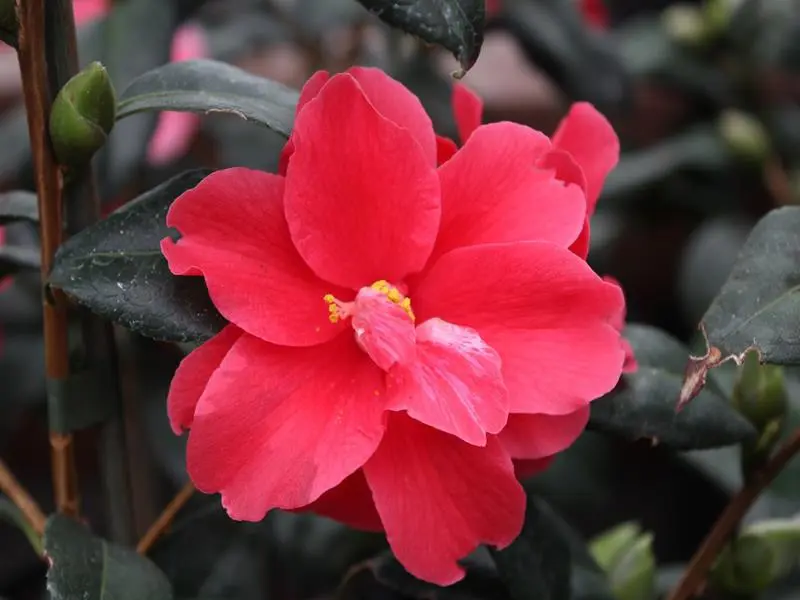 Buy Camellia Freedom Bell Plants | Free Shipping Over $150