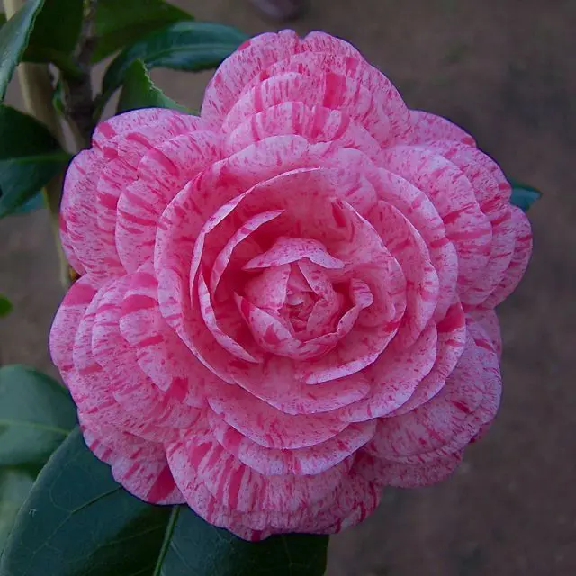 Buy Camellia Helenor Plants | Free Shipping Over $150
