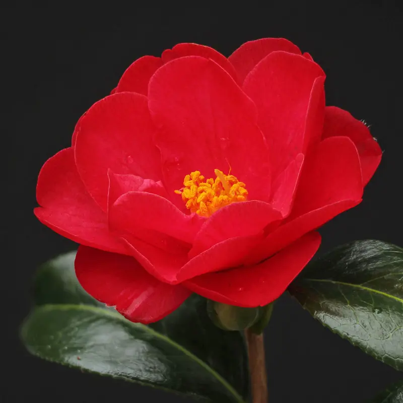 Buy Camellia Jamie Plants Online | Free Shipping NZ Wide