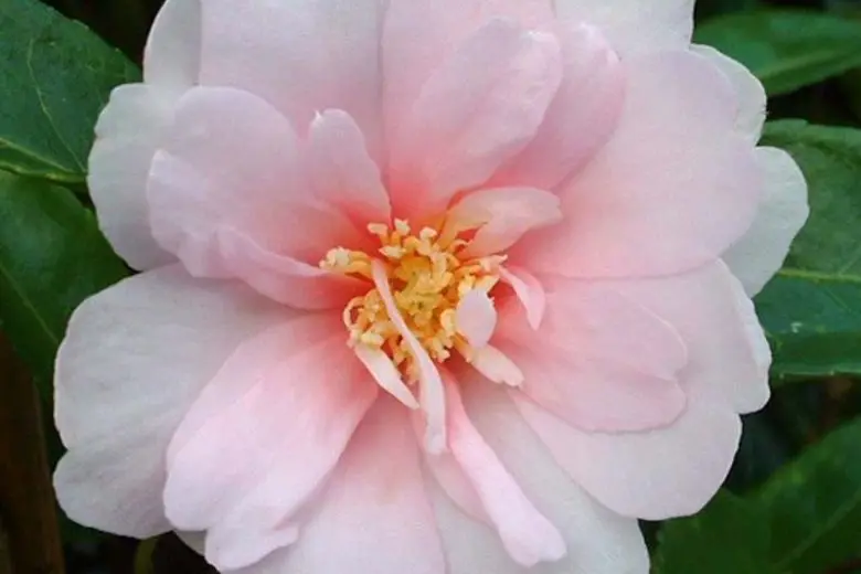 Buy Camellia Jean May Plants Online | Free Shipping NZ Wide