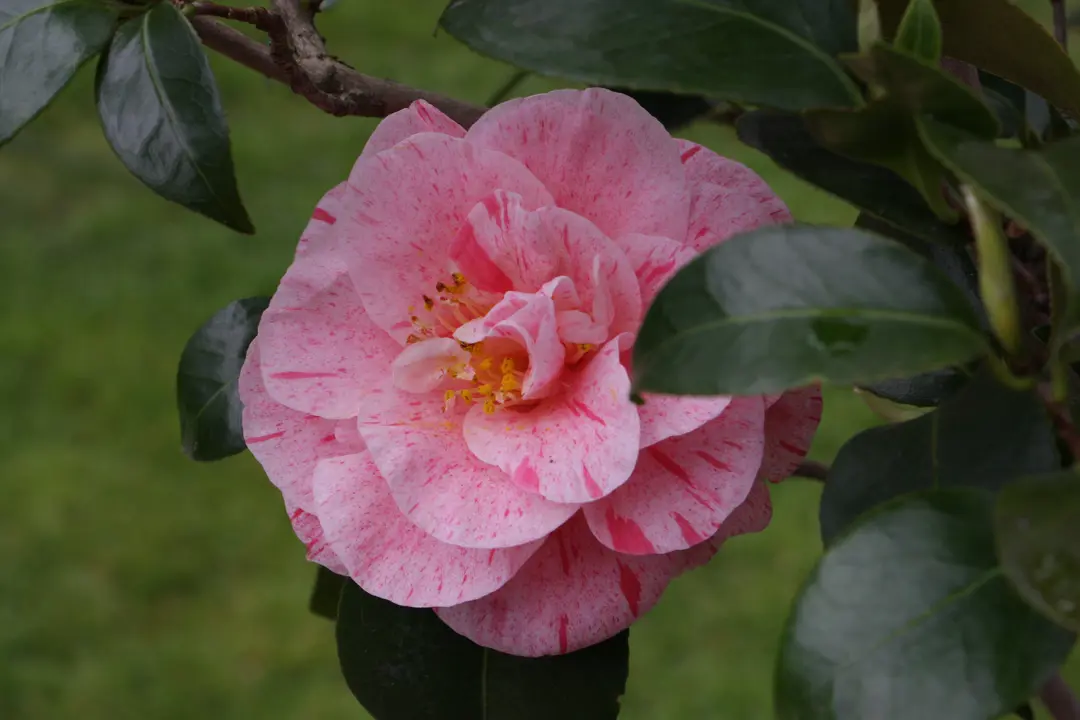 Buy Camellia Kick Off Plants Online | Free Shipping NZ Wide