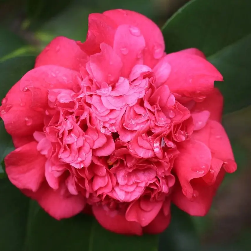 Buy Camellia Laura Walker Plants | Free Shipping Over $150