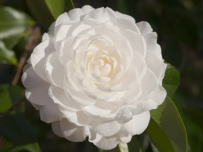 Buy Camellia Mary Alice Cox Plants Online | Free Shipping