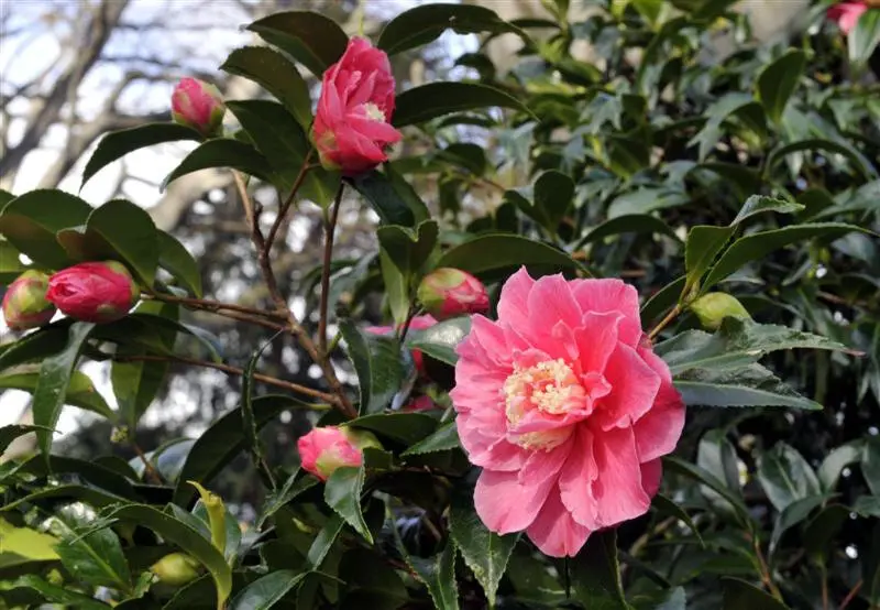 Buy Camellia Mermaid Plants Online | Free Shipping NZ Wide