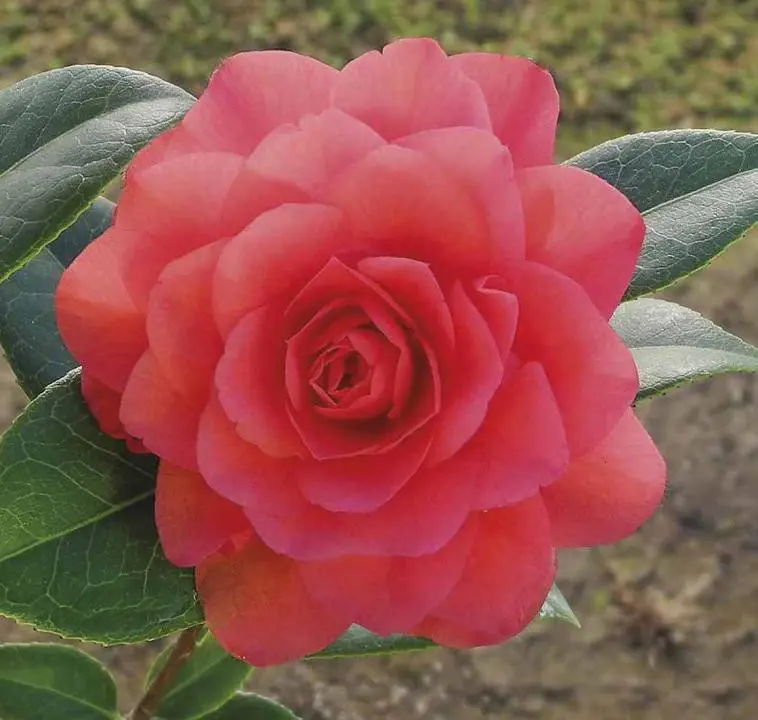 Buy Camellia Roma Red Plants | Free Shipping Over $150