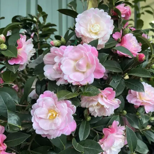 Buy Camellia Spring Surprise Plants Online | Free Shipping