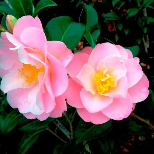 Buy Camellia Sugar and Spice Plants | Free Shipping Over $150