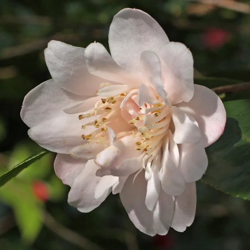 Buy Camellia Tiny Princess Plants Online | Free Shipping NZ