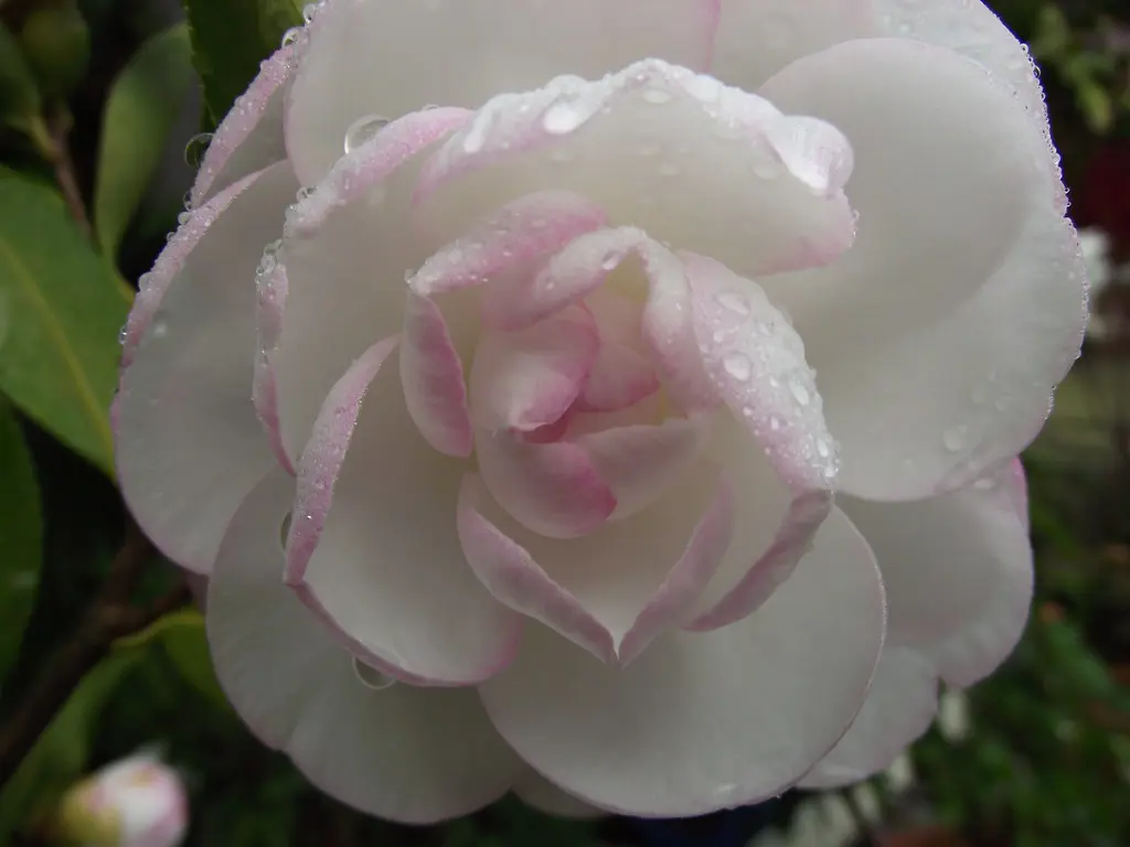Buy Camellia Paradise Gillian Plants Online | Free Shipping