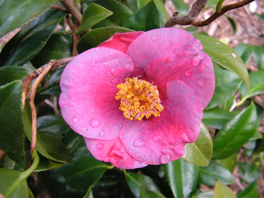 Buy Camellia Unryu Plants Online | Free Shipping NZ Wide