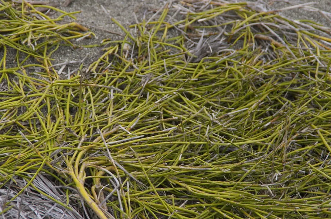 Buy Carmichaelia appressa (Prostrate Broom) Plants Online NZ