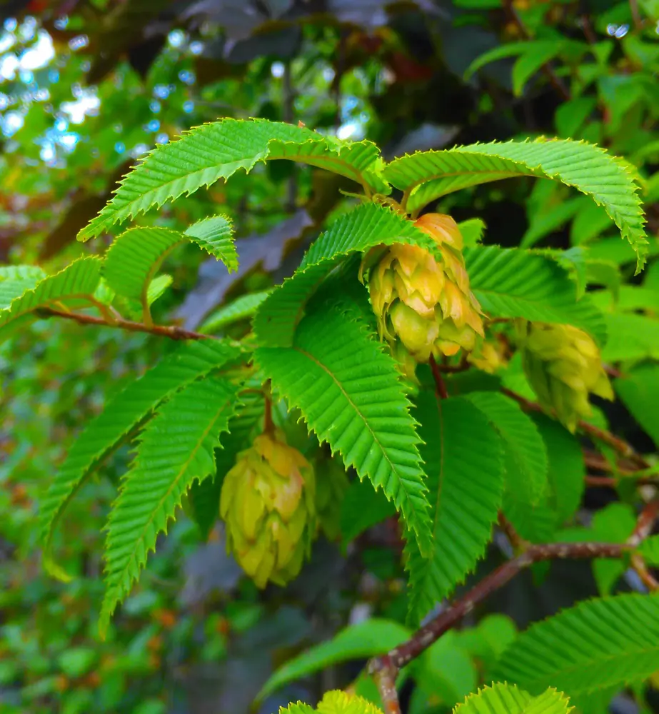 Buy Carpinus japonica Plants | Free Shipping Over $150