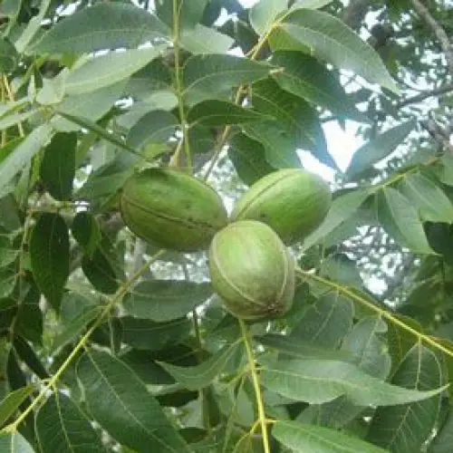 Buy Carya 'Colby' (Pecan Nut) Trees Online | Free Shipping