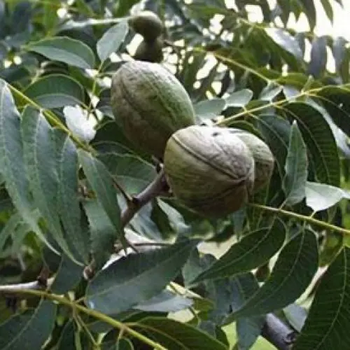 Buy Carya 'Hirschi' (Pecan Nut) Trees Online | Free Shipping