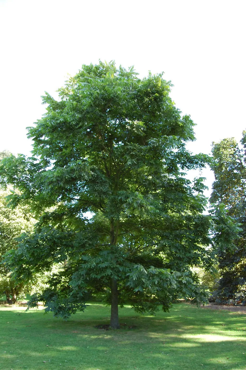 Buy Carya 'Illinoinensis' Trees Online | Free Shipping NZ