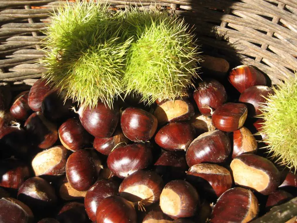 Buy Castanea sativa 1005 Plants | Free Shipping Over $150