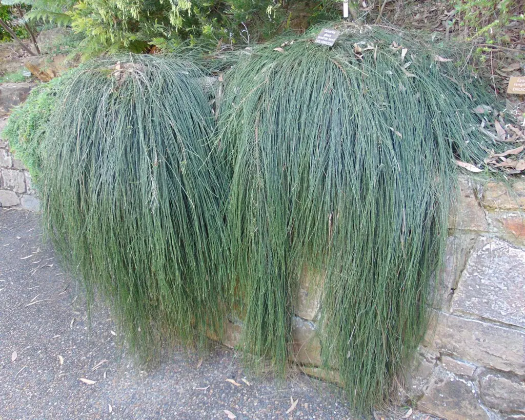 Buy Casuarina glauca-prostrate Plants | Free Shipping Over $150