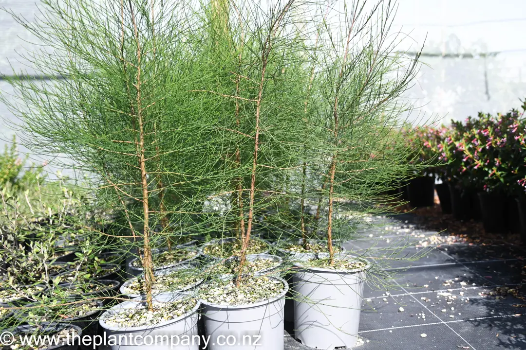 Buy Casuarina glauca Plants | Free Shipping Over $150