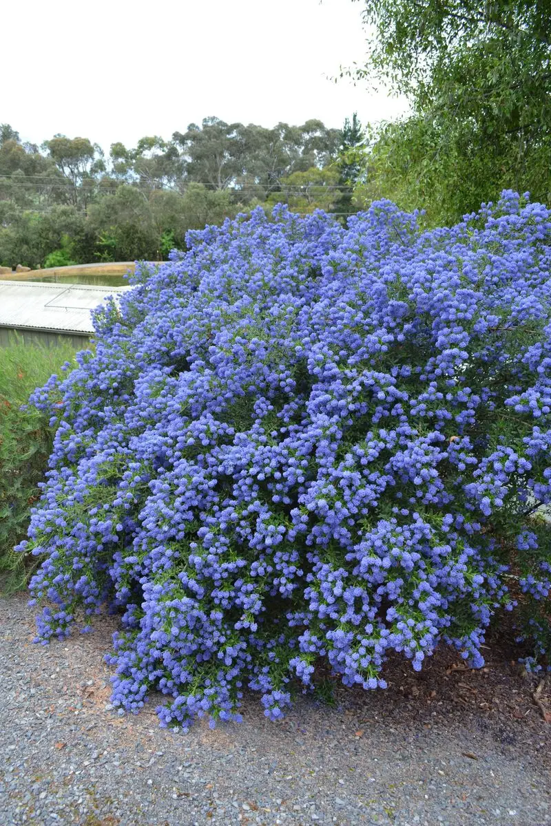 Buy Ceanothus 'Blue Pacific' Plants | Free Shipping Over $150