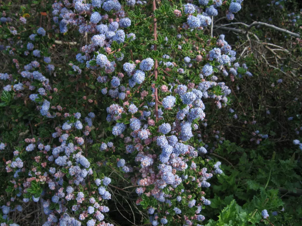 Buy Ceanothus 'Eleanor Taylor' Plants | Free Shipping Over $150