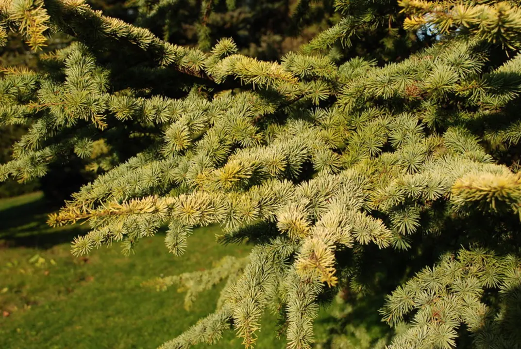 Buy Cedrus atlantica 'Aurea' (Golden Atlas Cedar) Online NZ