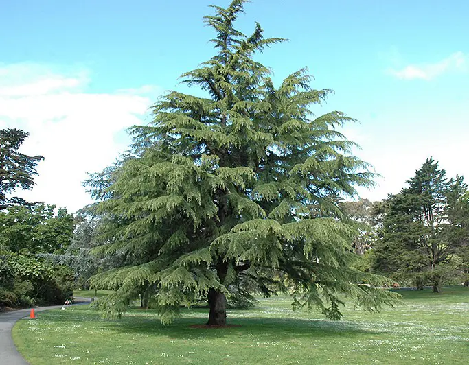 Buy Cedrus deodara Plants | Free Shipping Over $150