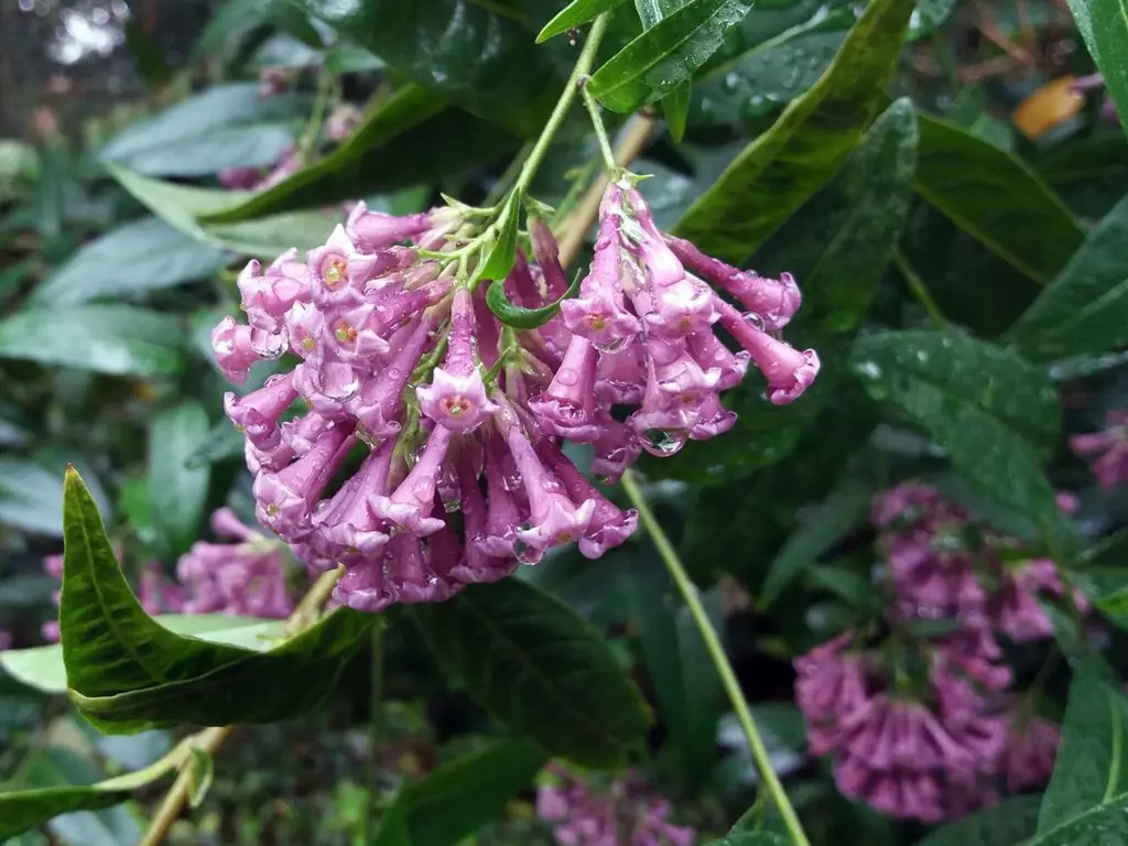 Buy Cestrum cultum Plants Online | Free Shipping NZ Wide