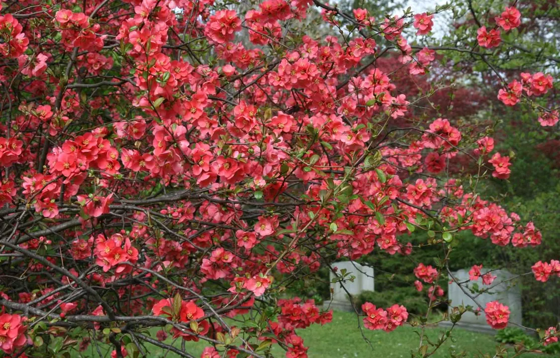 Buy Chaenomeles Red Rambler Plants Online | Free Shipping