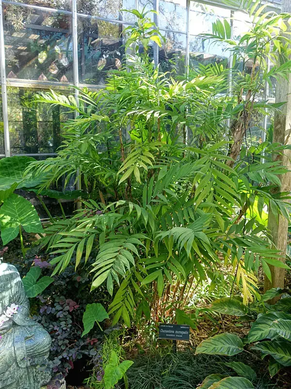 Buy Chamaedorea microspadix Plants | Free Shipping Over $150