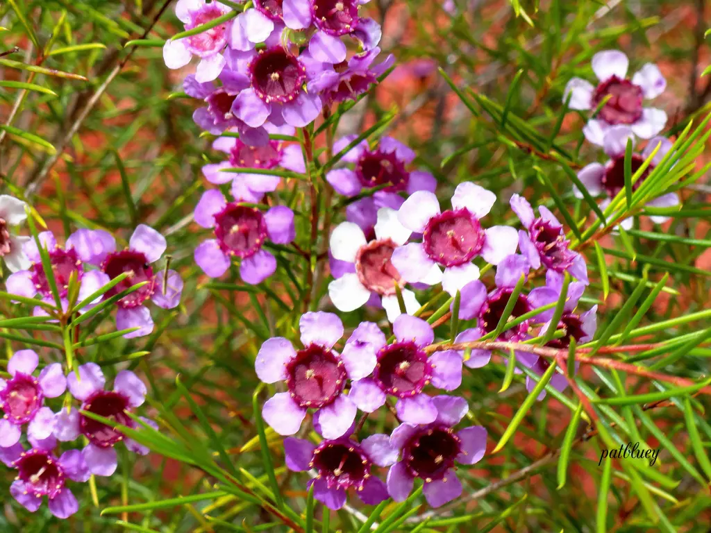 Buy Chamelaucium Purple Pride Plants | Free Shipping Over $150