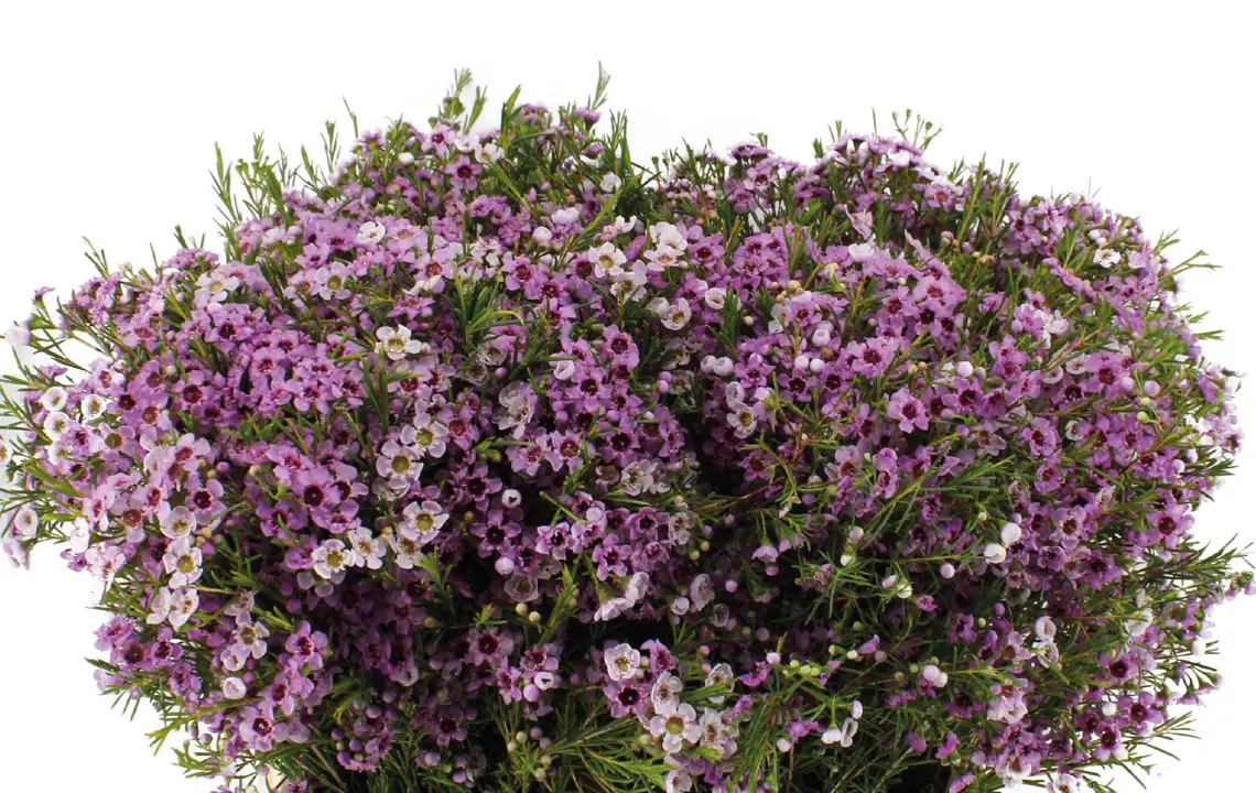 Buy Chamelaucium Raspberry Ripple Plants | Free Shipping Over $150