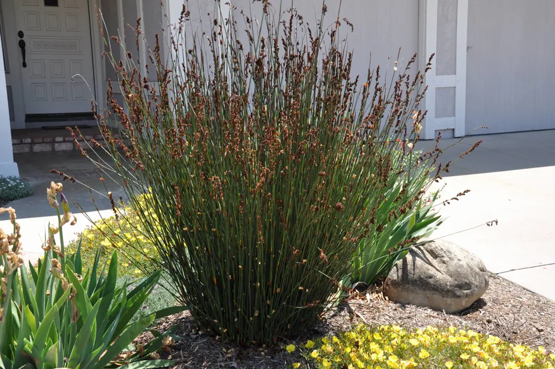 Buy Chondropetalum elephantinum Plants | Free Shipping Over $150