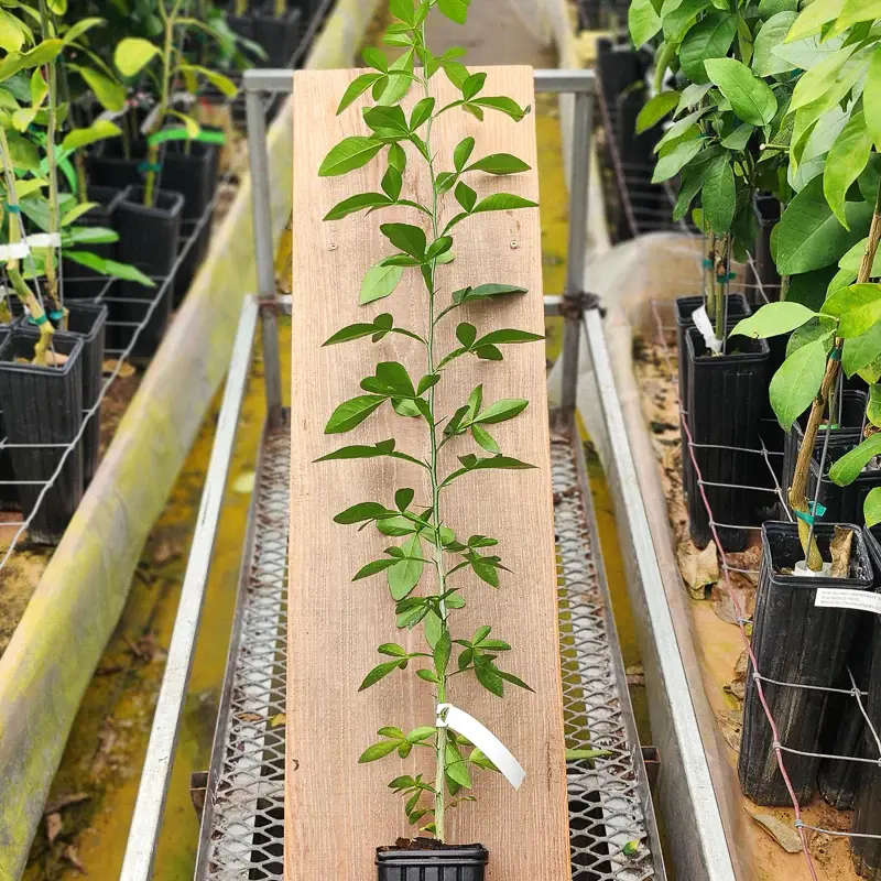 Shop Citrus Rootstock Online | Free Shipping NZ Wide