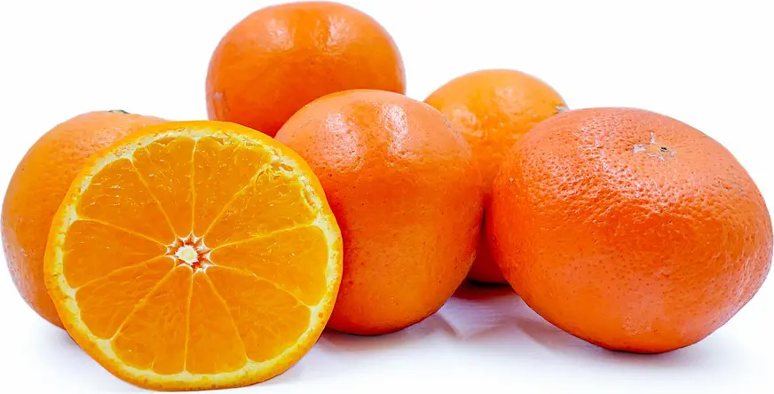 Buy Tangelo 'Seminole' Trees Online | Free Shipping NZ Wide