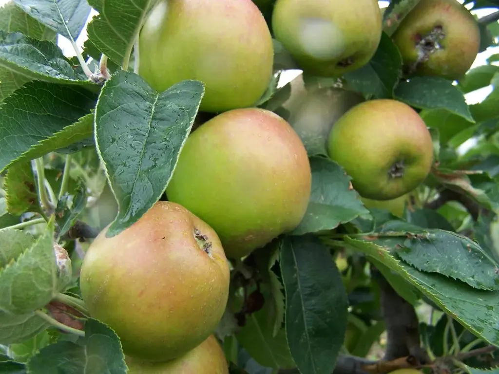 Buy Apple Claygate Pearmain Plants | Free Shipping Over $150