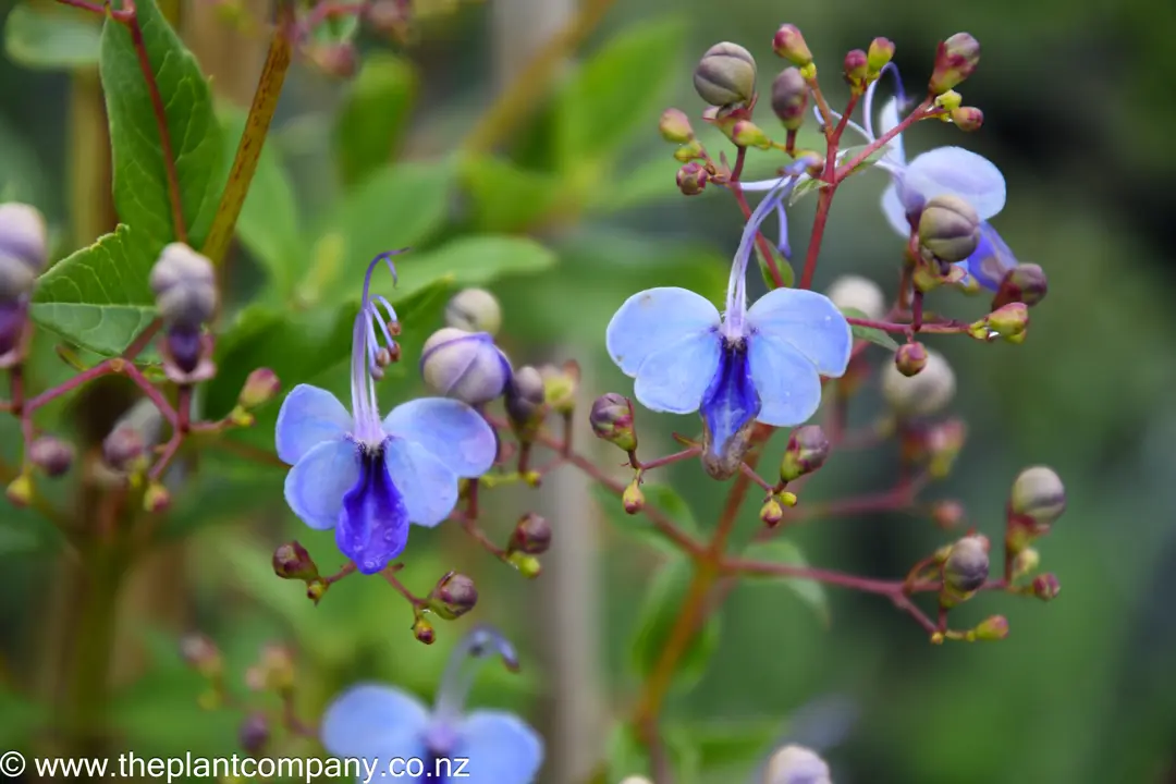 Buy Clerodendrum ugandense (Blue Butterfly Bush) Online NZ
