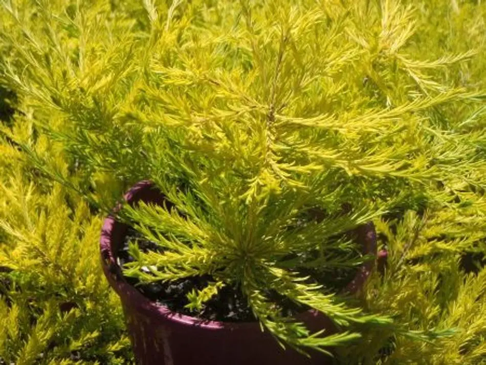 Buy Coleonema aureum Plants | Free Shipping Over $150