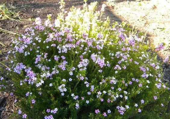 Buy Coleonema pulchellum Plants Online | Free Shipping NZ