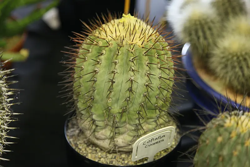 Buy Copiapoa cinerea Online | Free Shipping NZ Wide