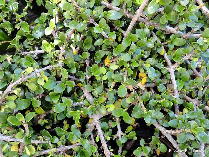 Buy Coprosma Bowling Green Plants Online | Free Shipping