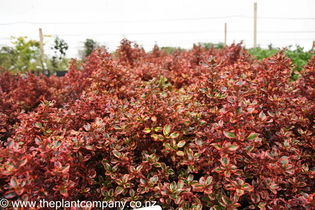 Buy Coprosma 'Ignite' | Free Freight Over $150