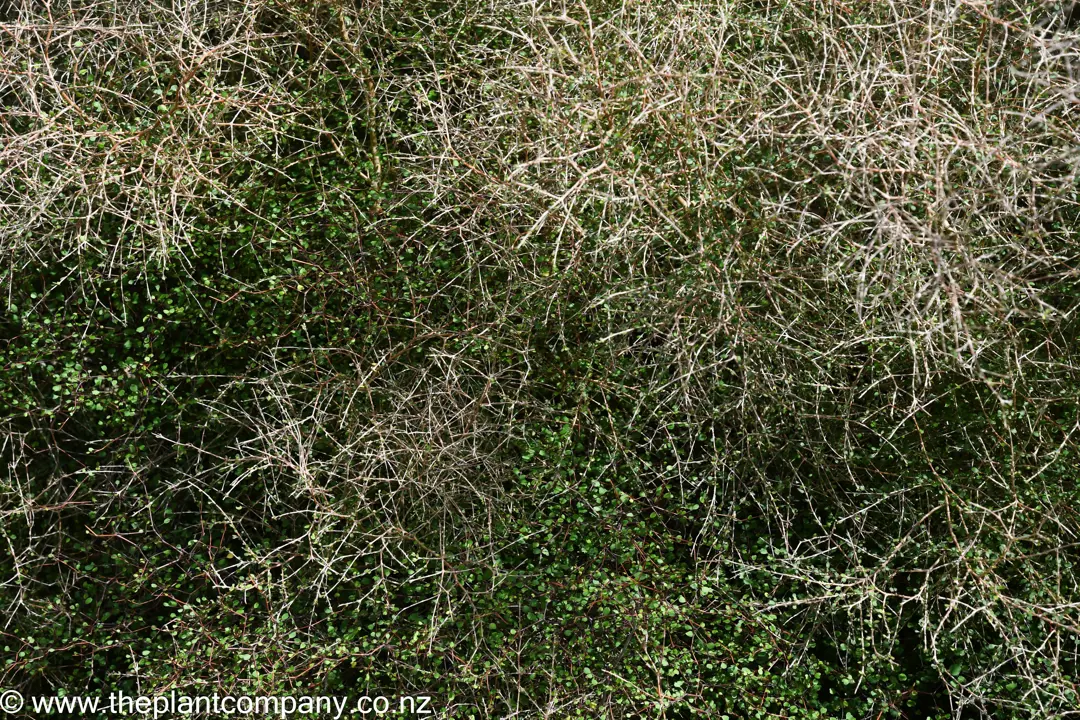 Buy Coprosma virescens - Mikimiki | Free Freight Over $150