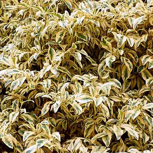 Buy Coprosma Williamsii Variegata Plants Online