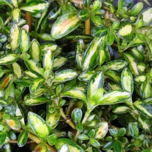 Buy Coprosma Kiwi Gold Plants Online | Free Shipping NZ Wide