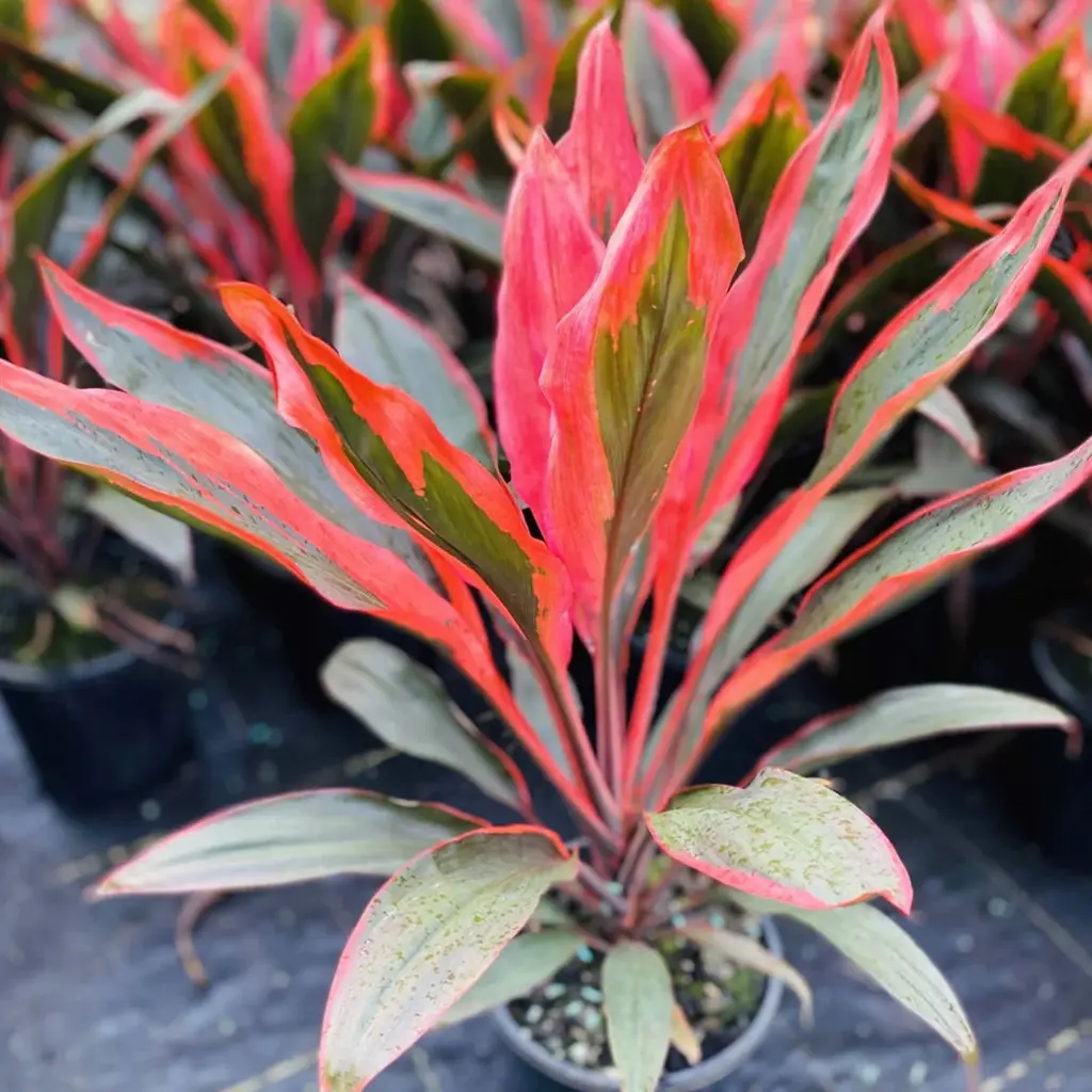 Buy Cordyline Tangelo Plants | Free Shipping Over $150