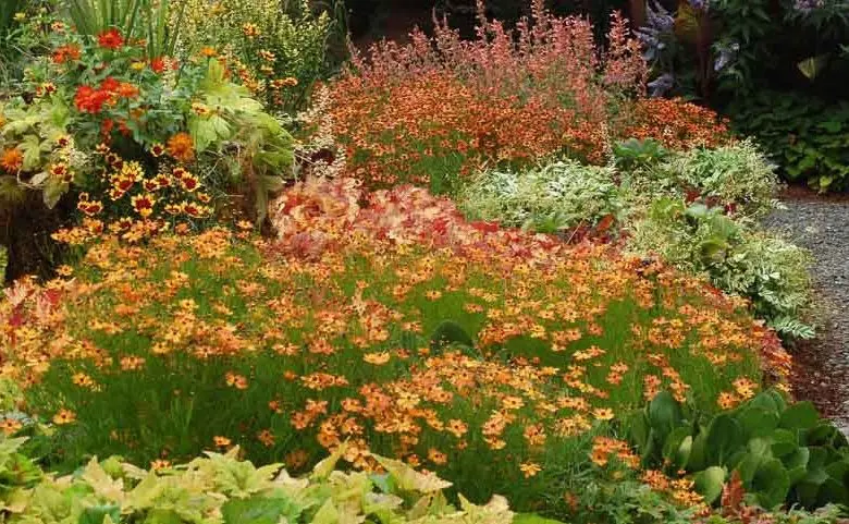 Buy Coreopsis 'Mango Punch' Plants Online | Free Shipping NZ