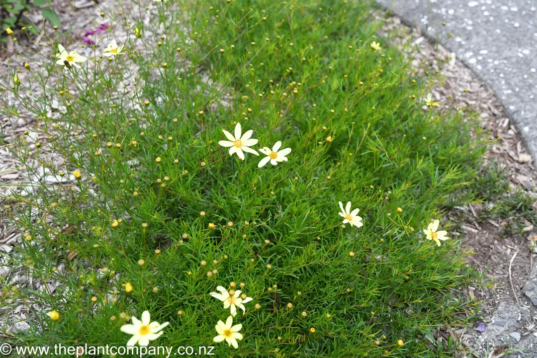 Buy Coreopsis 'Moonbeam' Online | Free Shipping NZ Wide