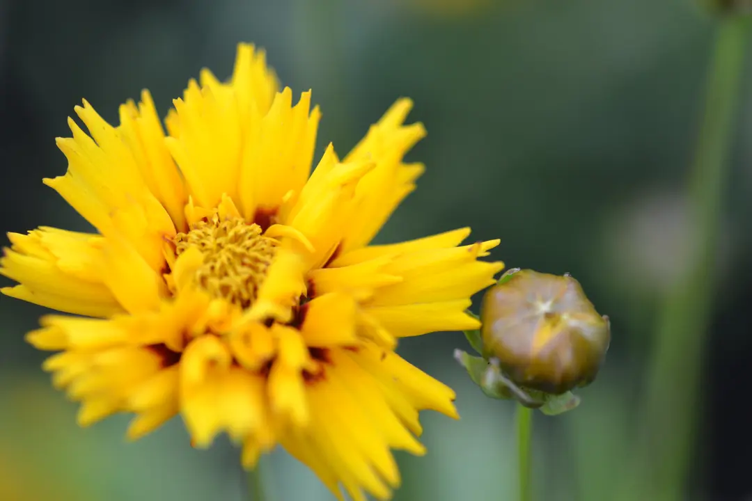 Buy Coreopsis 'Rising Sun' Plants Online | Free Shipping NZ